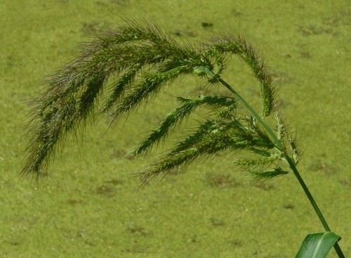 Echinochloa walteri - PictureThis