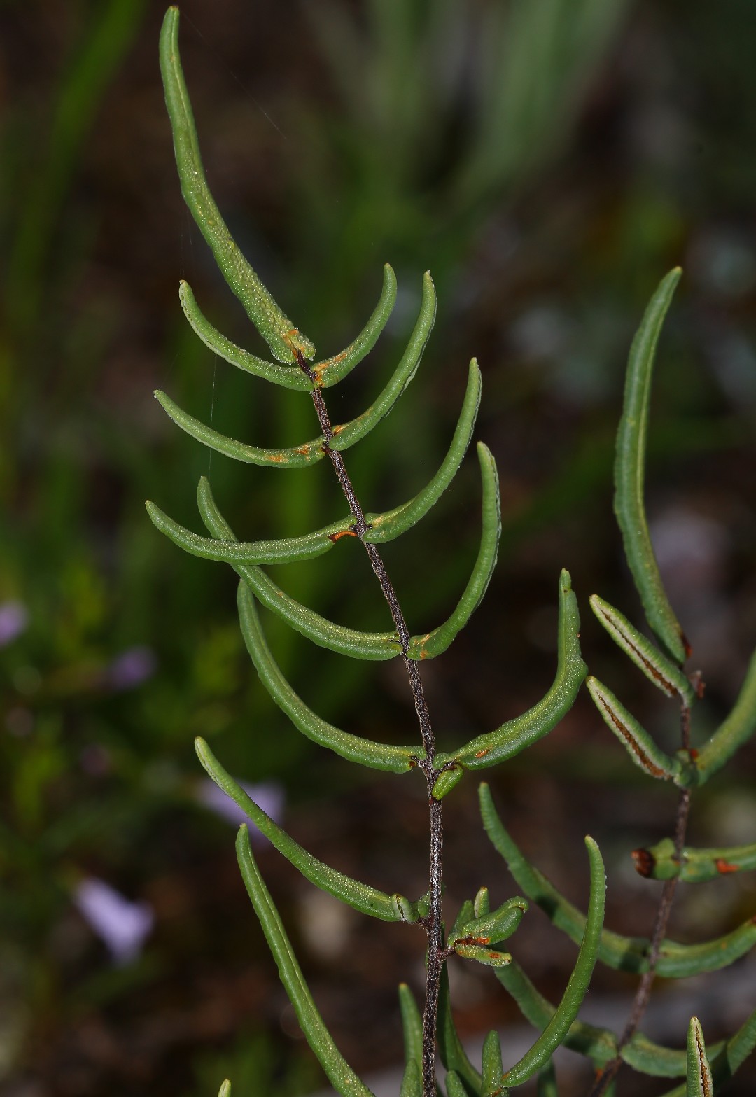 Purple-stem cliffbrake (Pellaea atropurpurea) Flower, Leaf, Uses ...