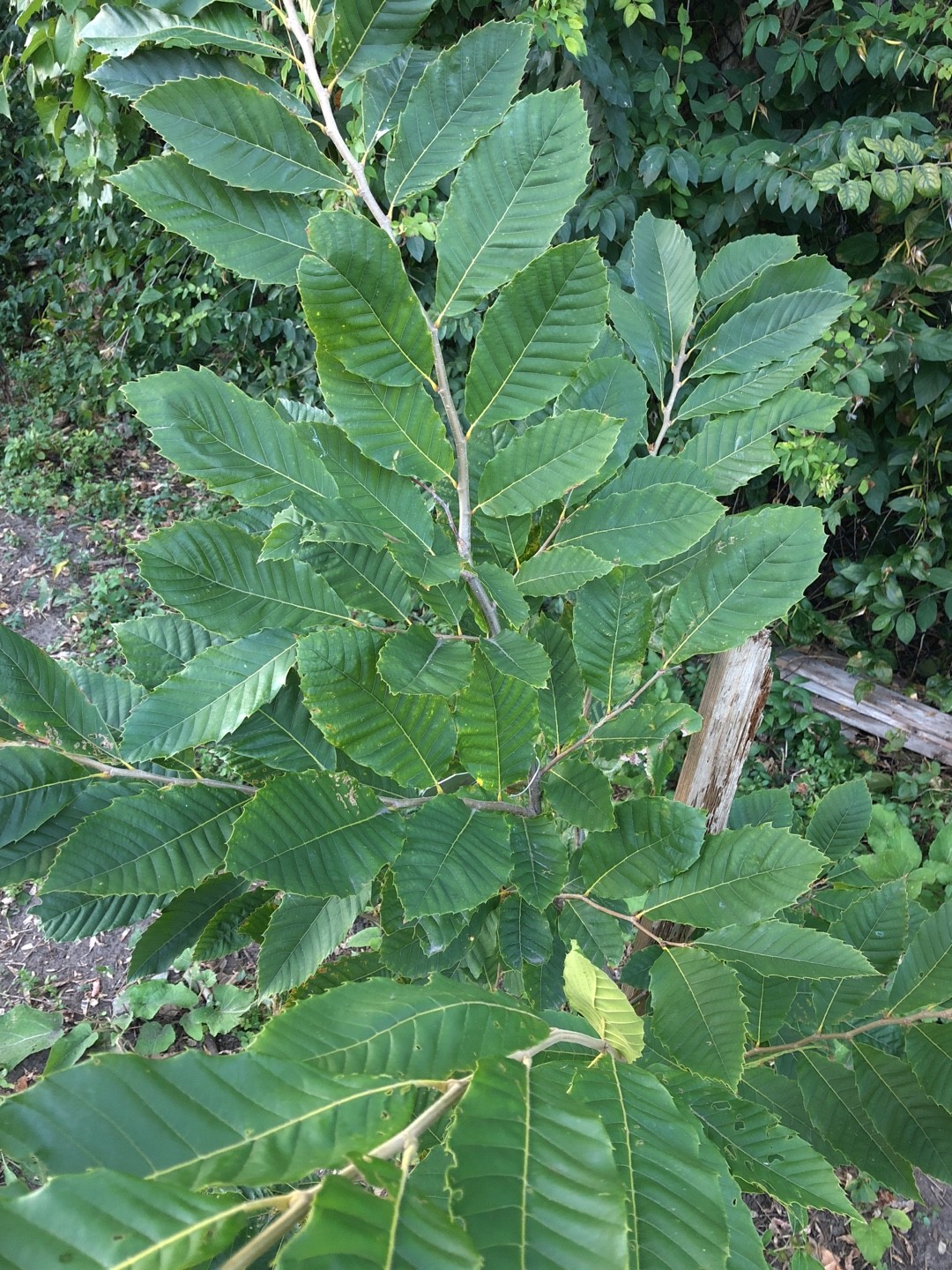 チンカピングリ (Castanea pumila) 花言葉，学名，よくある質問 - PictureThis