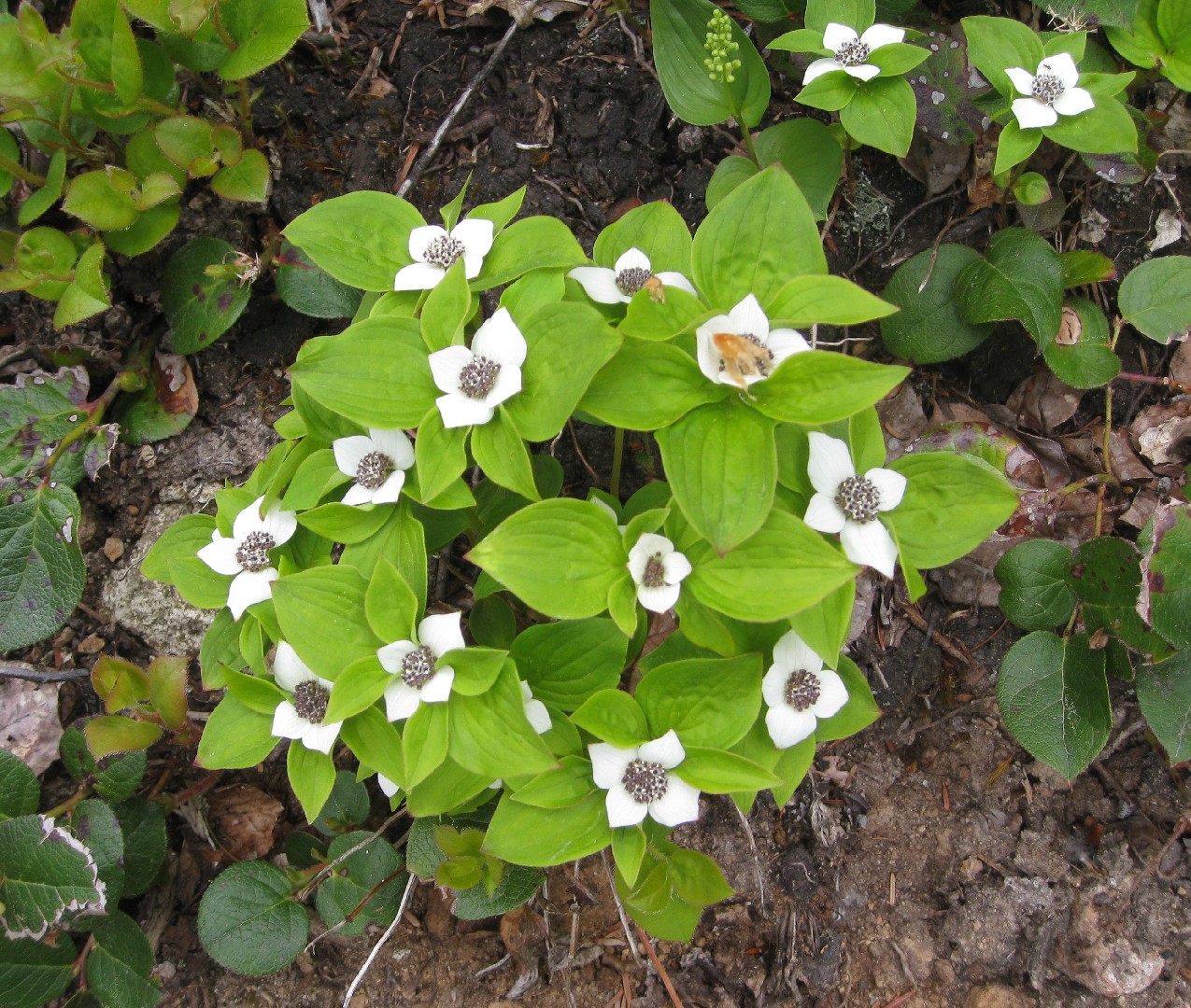 Alaskan Bunchberry (Cornus unalaschkensis) Flower, Leaf, Uses - PictureThis