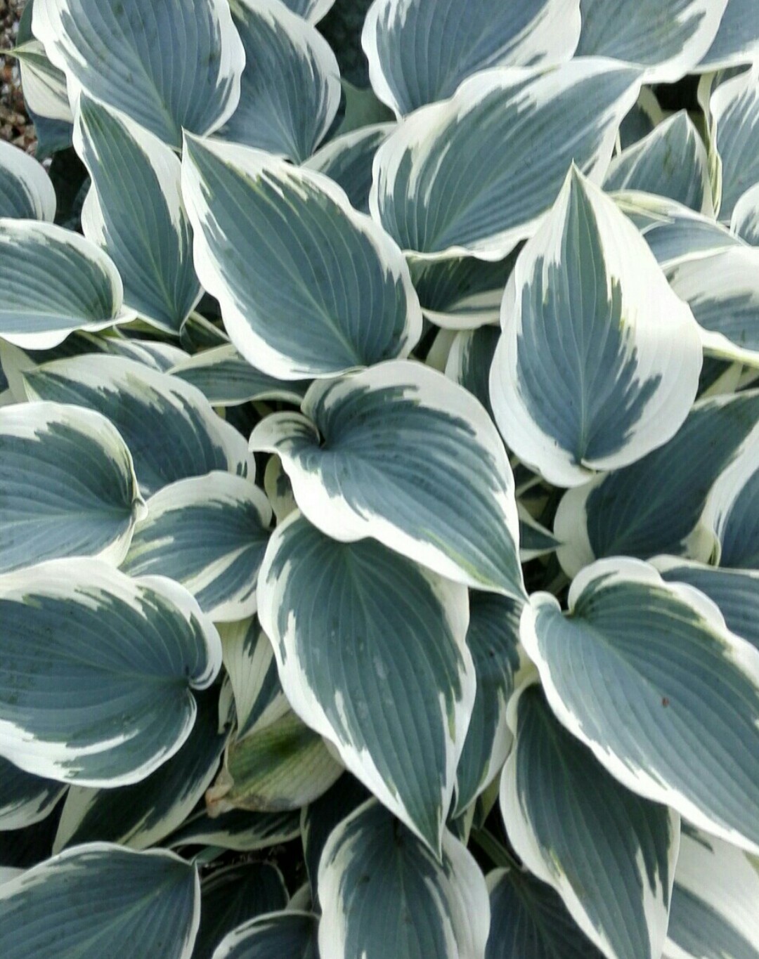 Hosta 'Blue Ivory' (Hosta 'Blue Ivory') - PictureThis