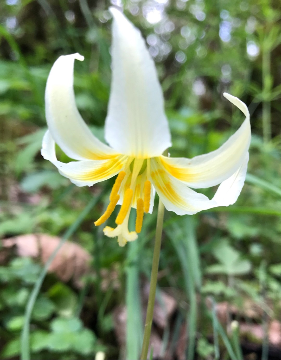 Erythronium - PictureThis