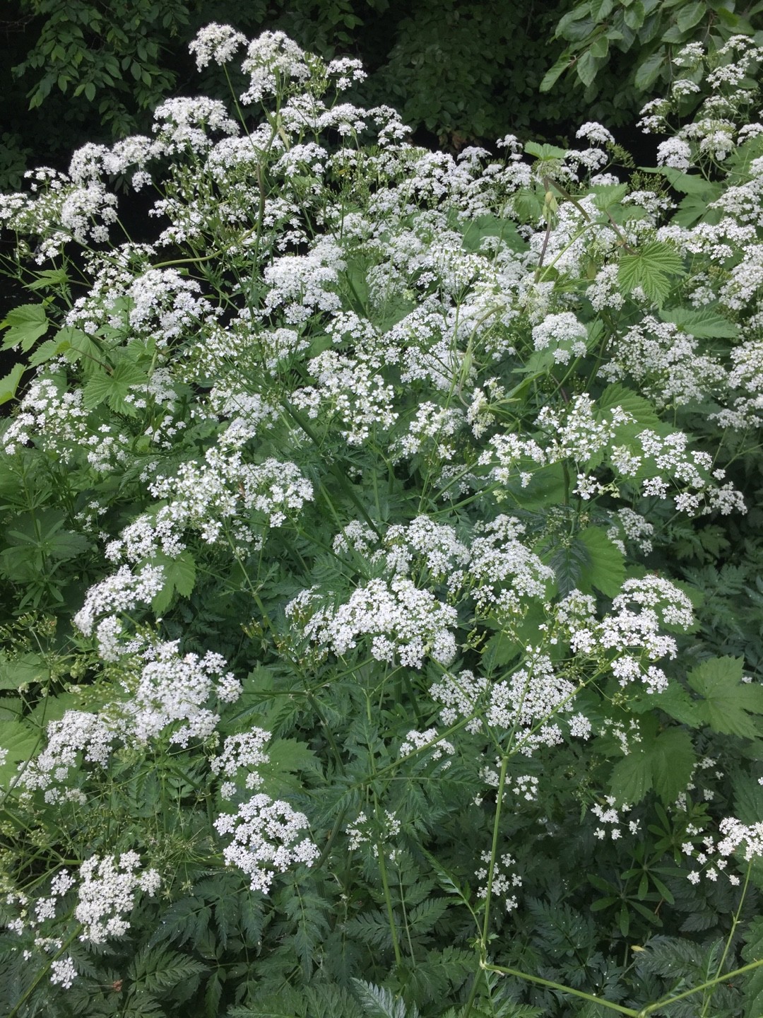 Kervel (Anthriscus) - PictureThis