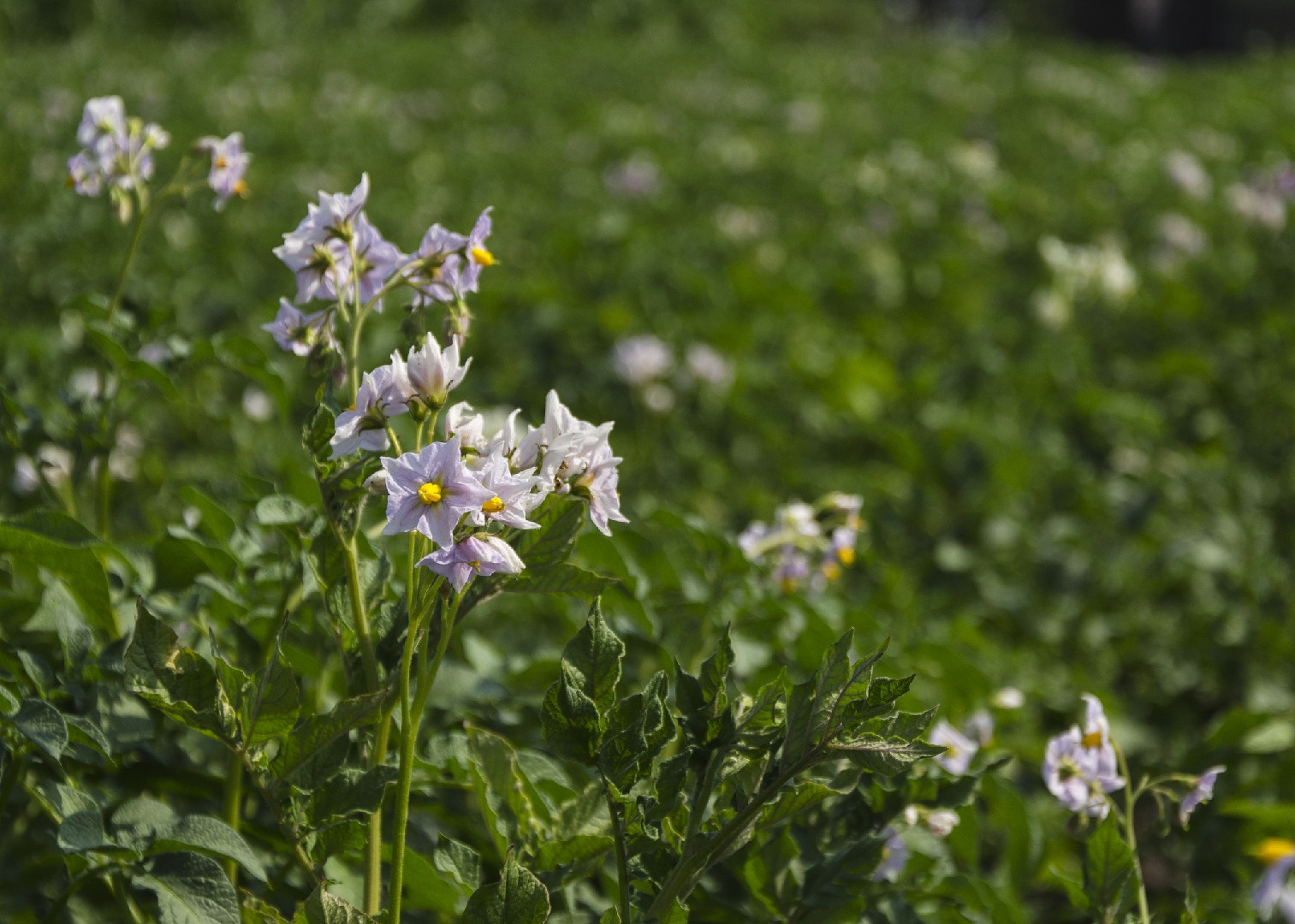 印度茄 (Solanum violaceum) 照顧，繁殖，開花時間 - PictureThis
