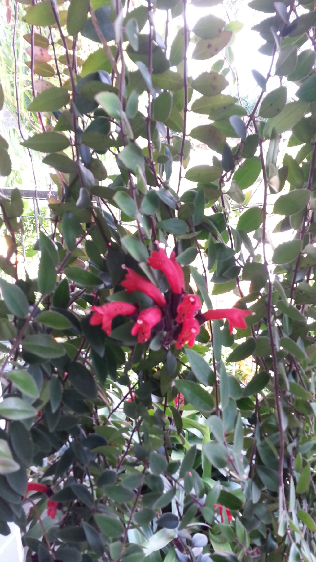 Aeschynanthus pulcher - PictureThis