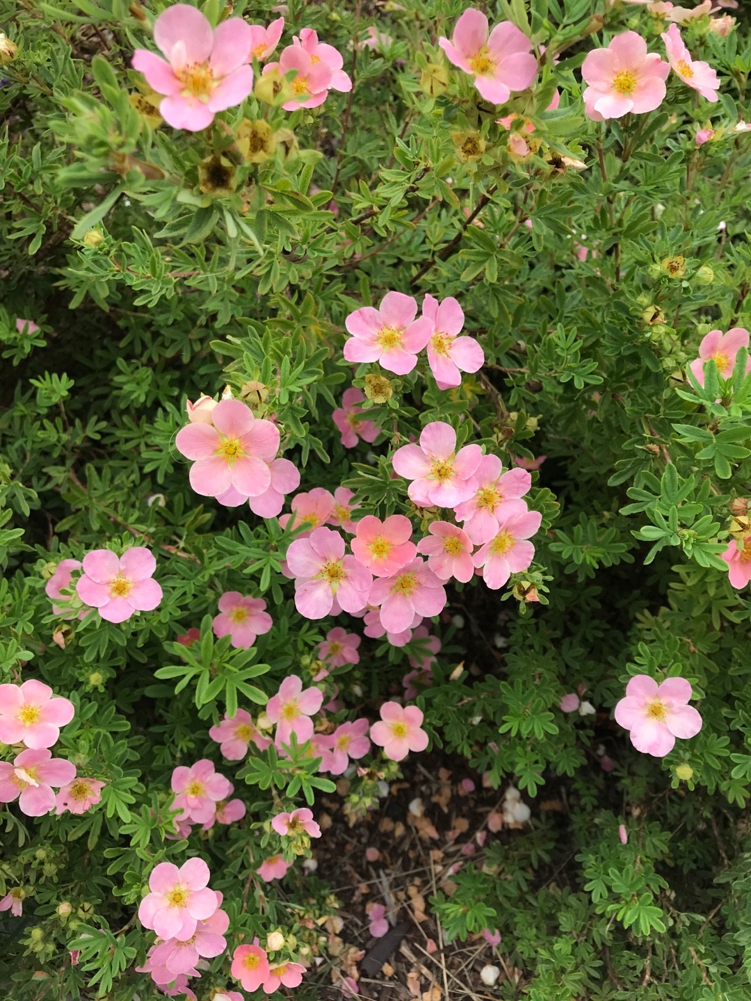 Potentilla fruticosa 'Pink Beauty' Flower, Leaf, Uses - PictureThis