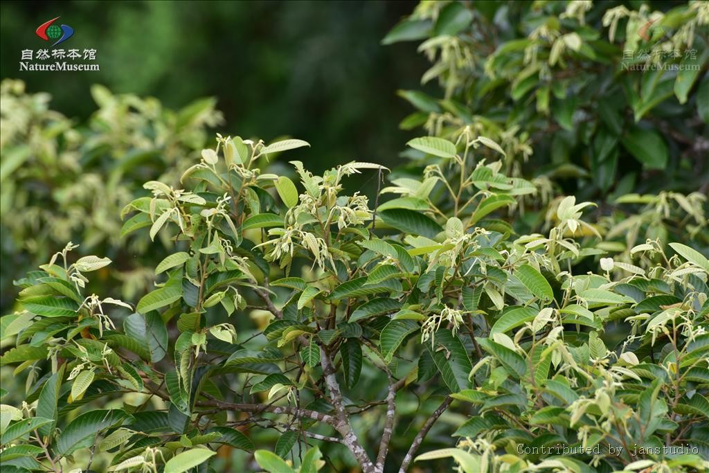 Lauan (Shorea) - PictureThis