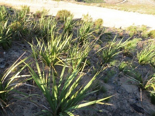 Aristea capitata - PictureThis