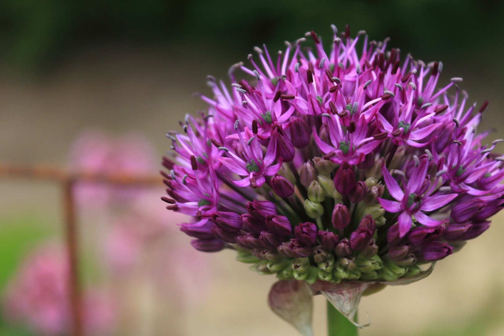 Allium 'Millennium' - PictureThis