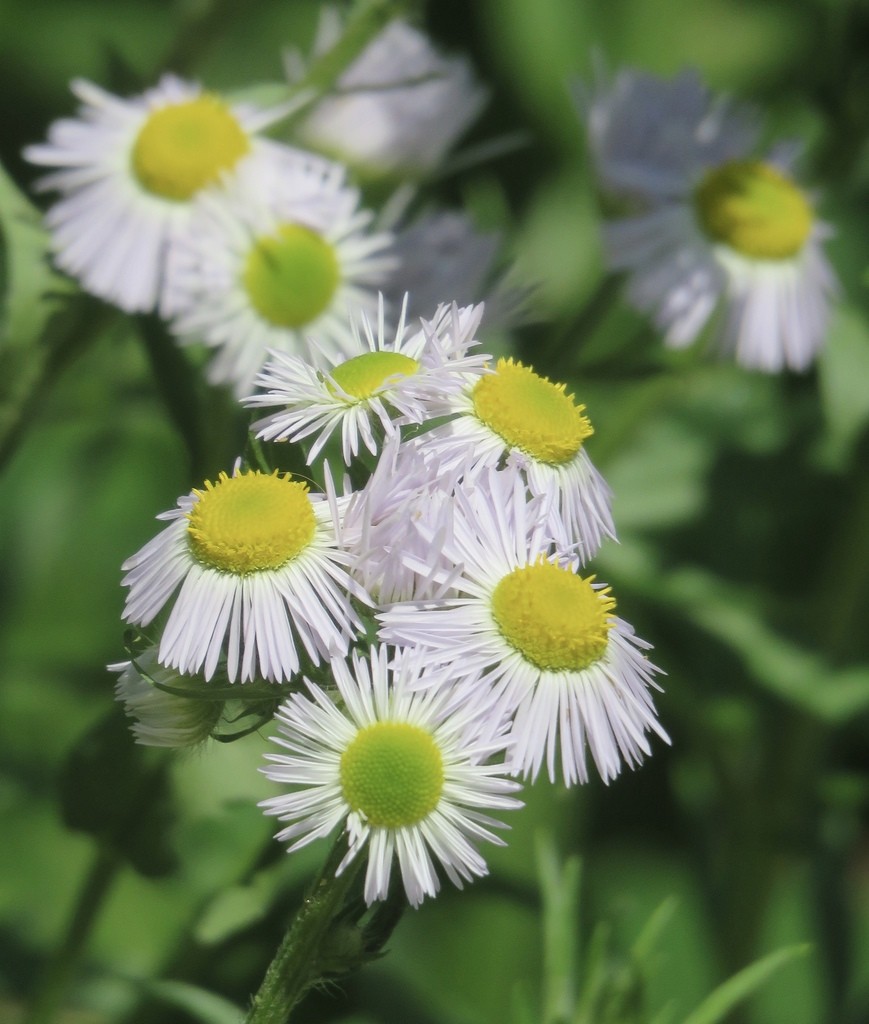 Erigeron (Erigeron) - PictureThis