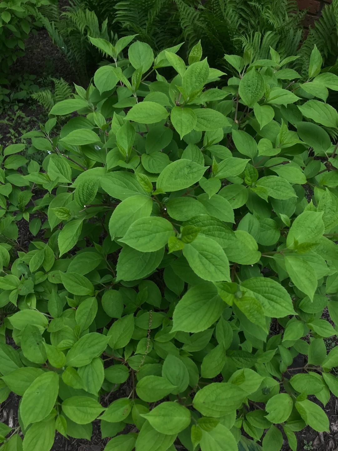 Actinidia polygama (Actinidia polygama) - Picturethis