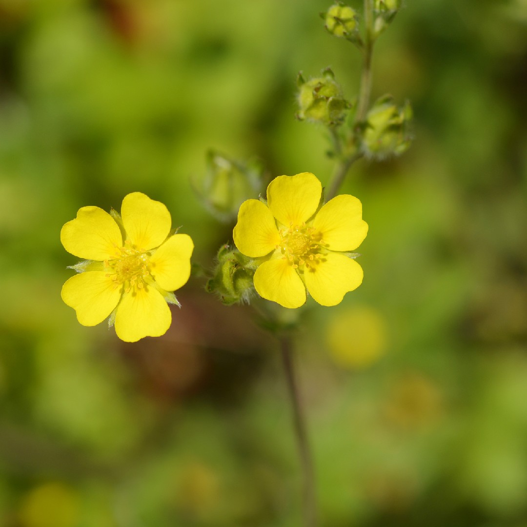 Ganzerik (Potentilla) - PictureThis