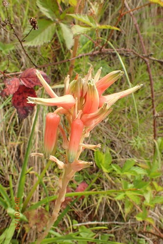Aloe cooperi - PictureThis