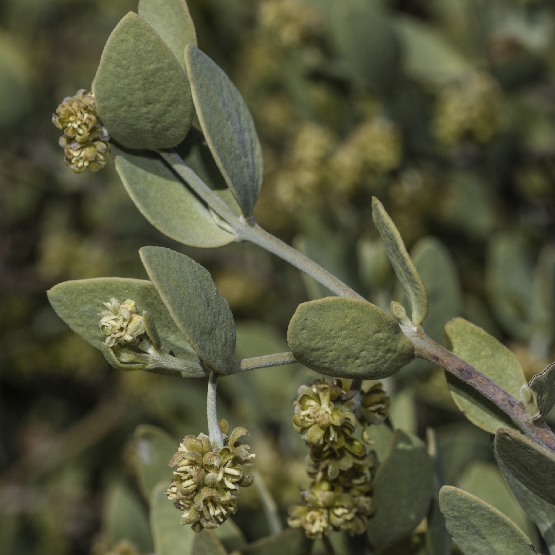 Simmondsia chinensis - PictureThis