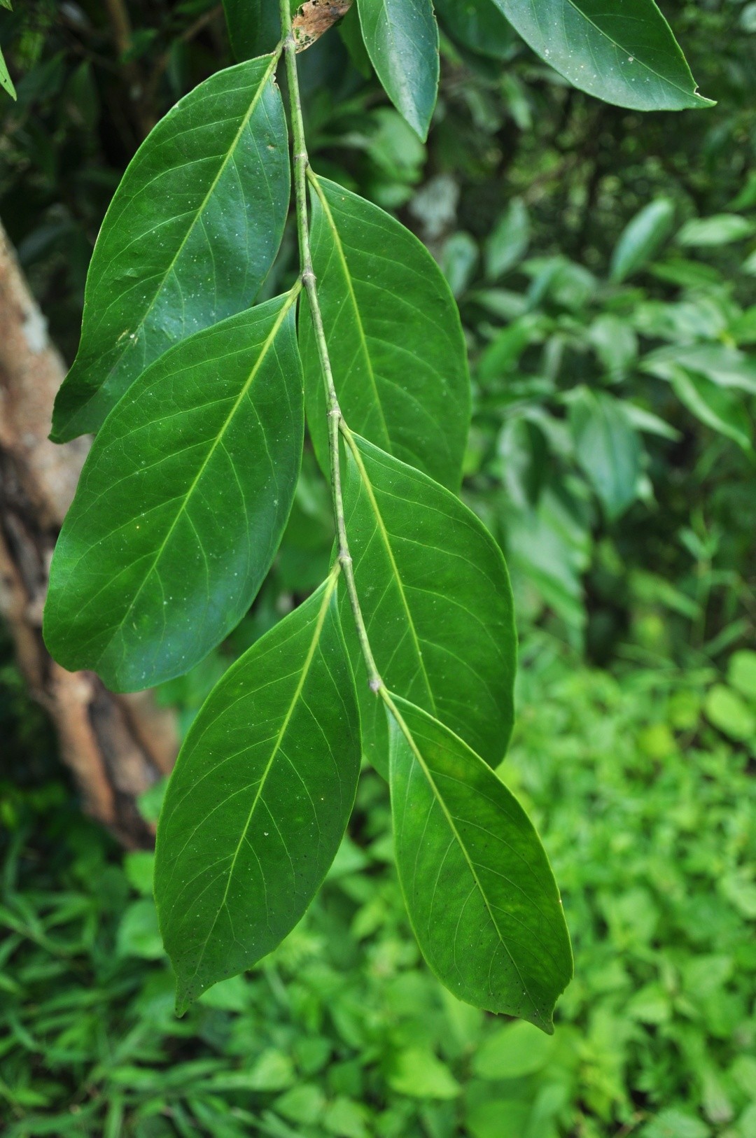 Suregada multiflora (Suregada multiflora) - PictureThis