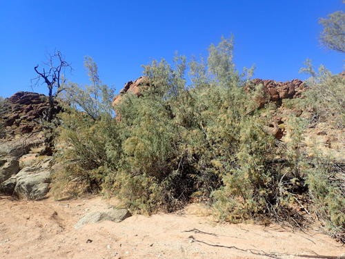 Wild tamarisk (Tamarix usneoides) - PictureThis