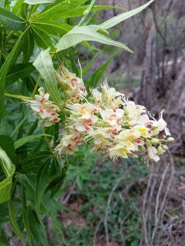 Aesculus (Aesculus) - PictureThis