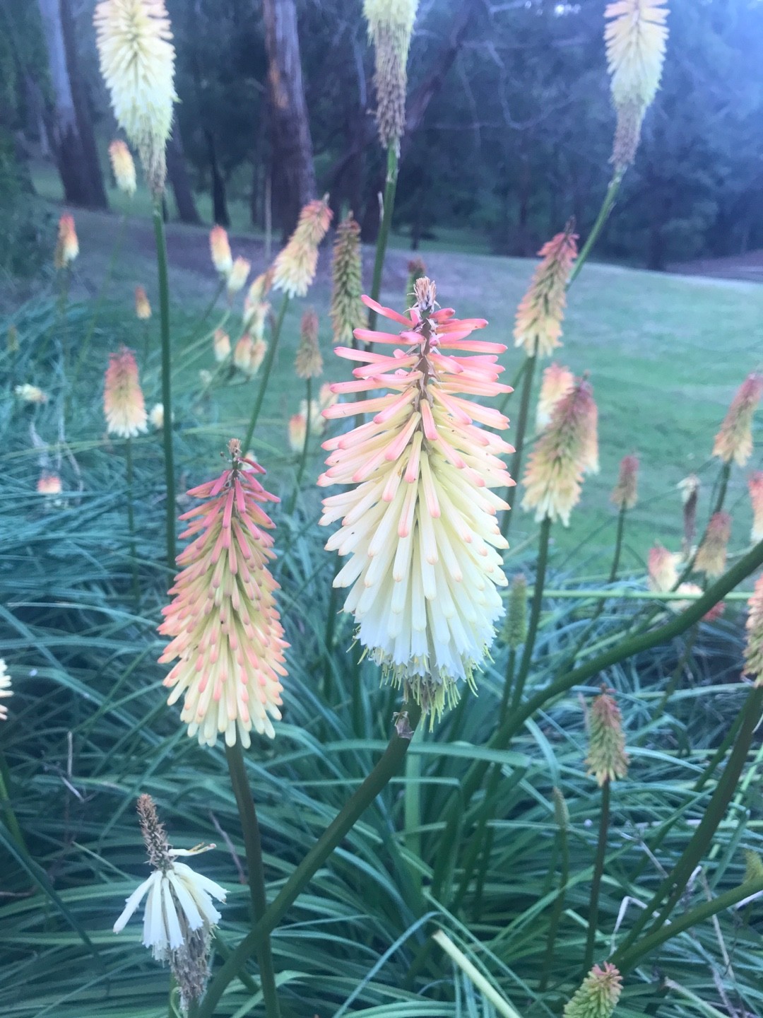 Kniphofia 'Toffee Nosed' - PictureThis