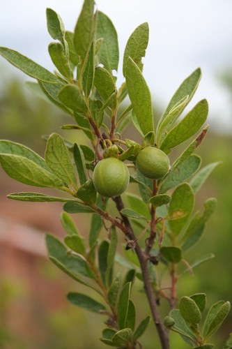 Bushveld bluebush (Diospyros lycioides) Flower, Leaf, Care, Uses ...