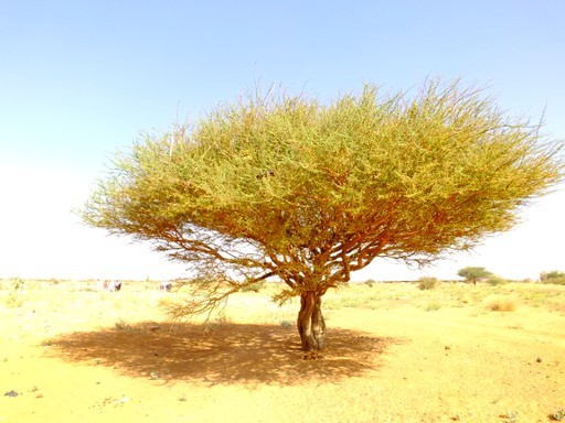 Top 16 Most Common Plants in Djibouti, Djibouti - PictureThis