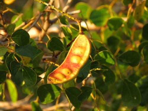Palo de rosa (Caesalpinia vesicaria) - PictureThis