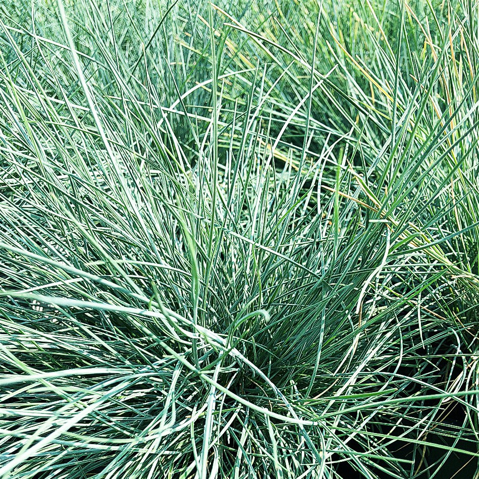 Idaho Fescue (Festuca idahoensis) Flower, Leaf, Uses - PictureThis