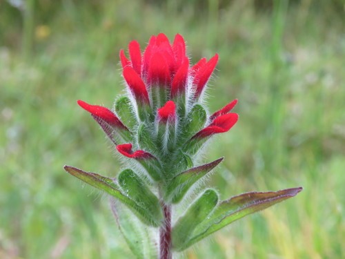 Castilleja arvensis - PictureThis