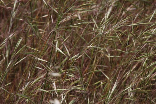Bromus rigidus (Bromus rigidus) - PictureThis