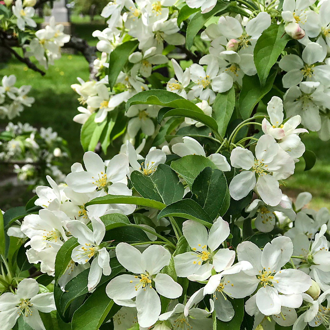 Malus spectabilis耐寒嗎？ - PictureThis