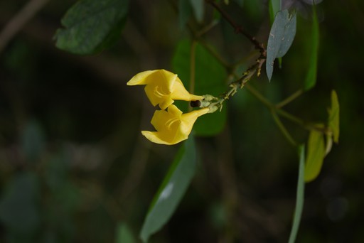 Gmelina asiatica - PictureThis