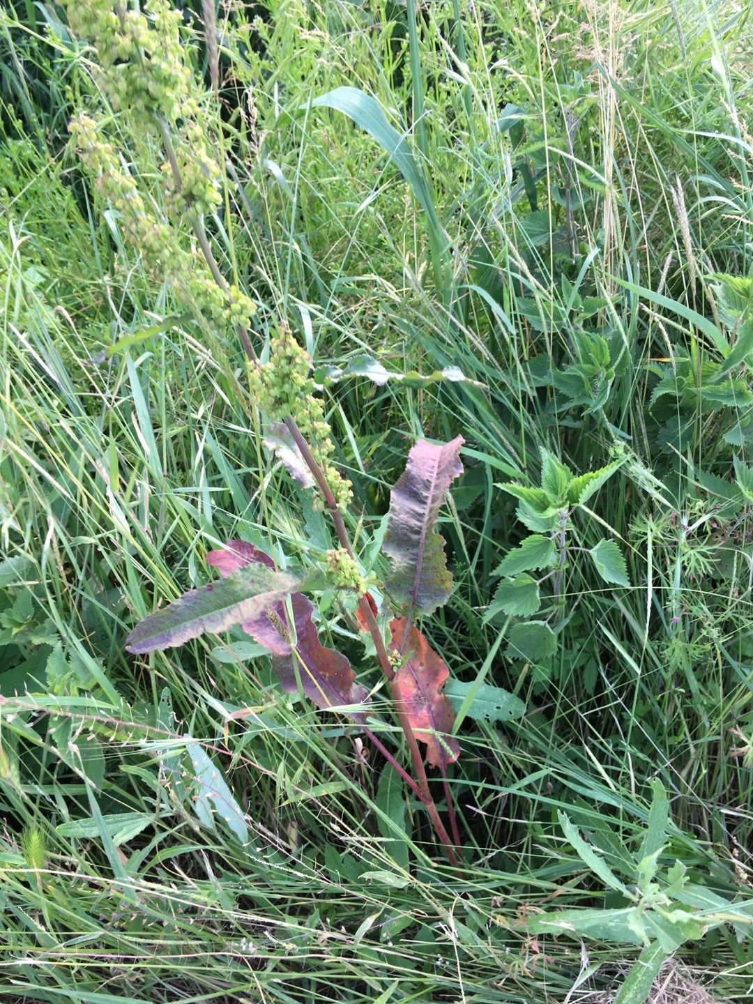 Wasser-ampfer (Rumex aquaticus) - PictureThis