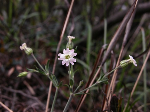 Silene aprica - PictureThis