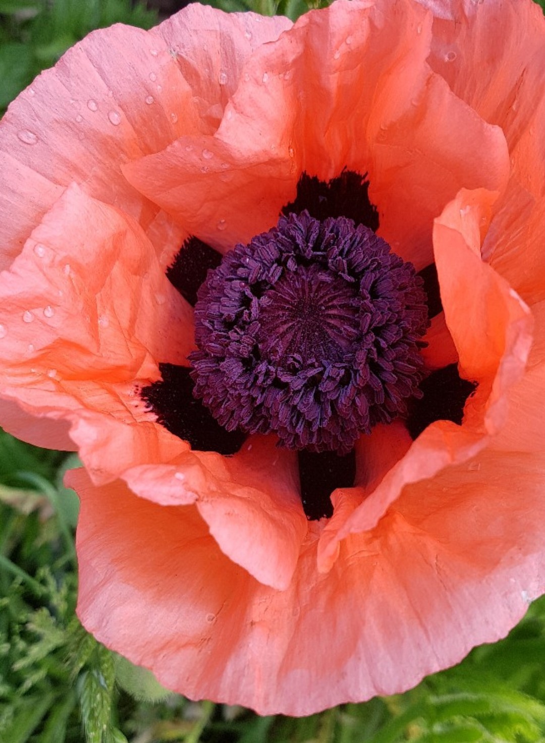 Papaver (Papaver) - PictureThis
