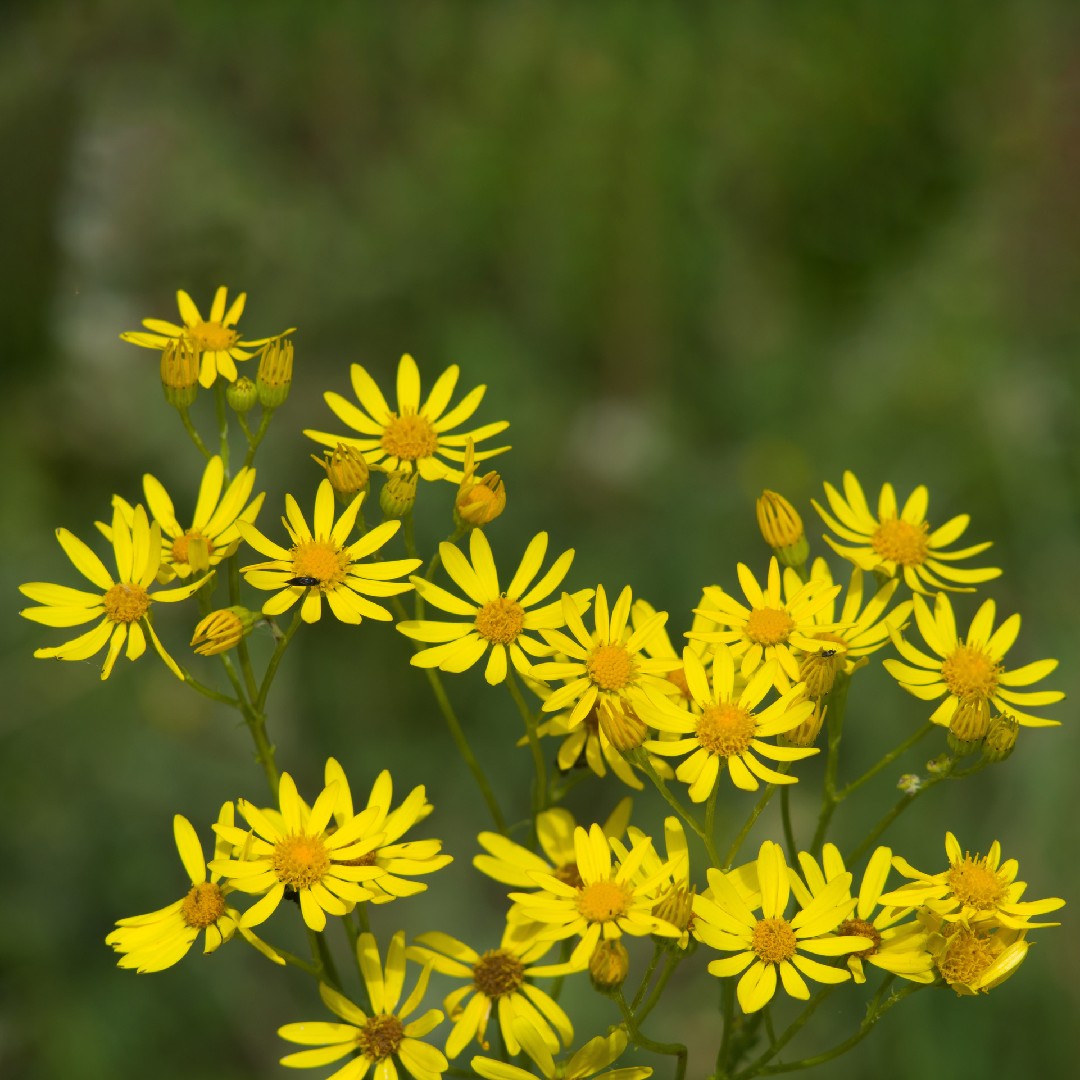 Packera aurea - PictureThis