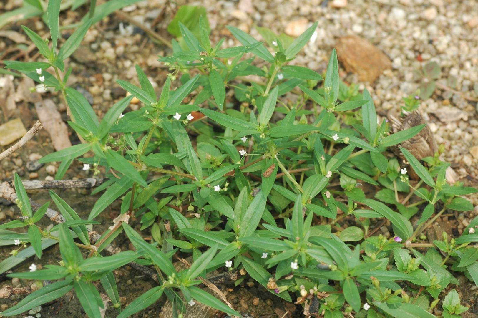 Rumput Mutiara (Oldenlandia corymbosa) - PictureThis