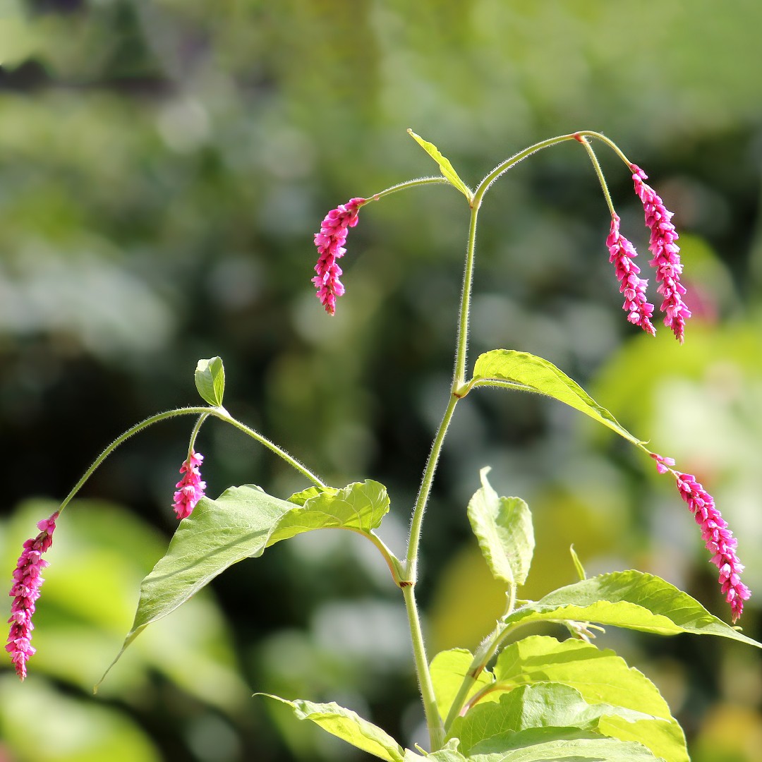 Orient-Knöterich (Persicaria orientalis) - PictureThis