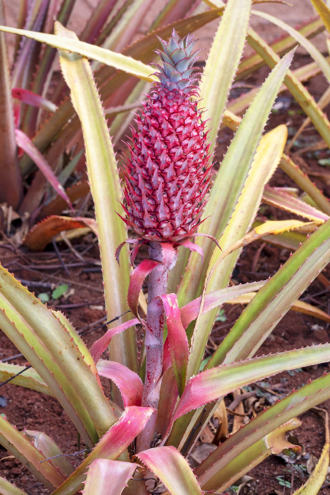 Ananas comosus var. bracteatus (Ananas comosus var. bracteatus ...