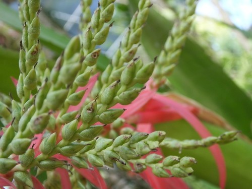 Aechmea bracteata - PictureThis
