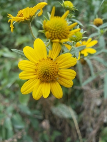 Showy goldeneye (Heliomeris multiflora) - PictureThis