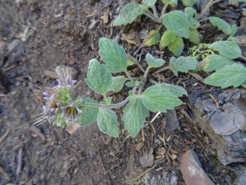 Phacelia hydrophylloides - PictureThis