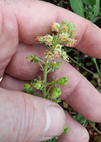Reseda odorata - PictureThis