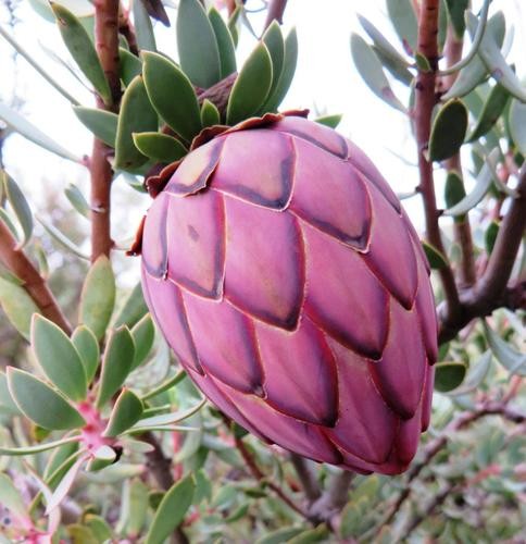 Protea (Protea) - PictureThis