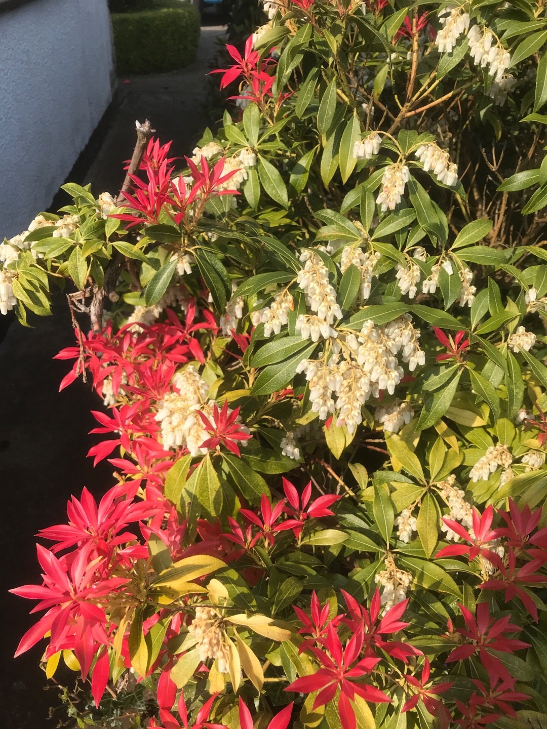 Pieris japonica 'Mountain Fire' (Pieris japonica 'Mountain Fire ...