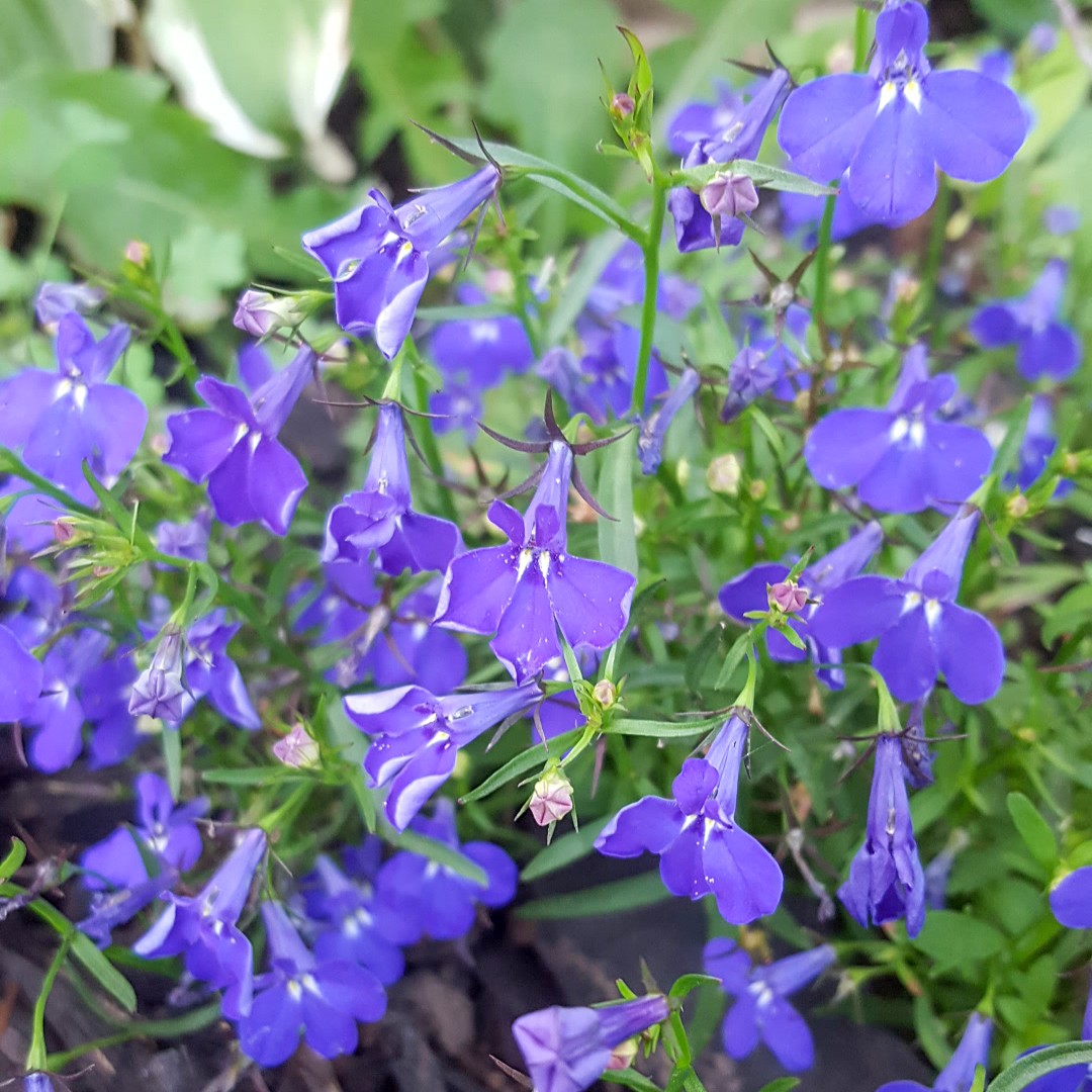 Lobelia Tahunan (Lobelia erinus) - PictureThis