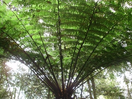 墨西哥, 恰帕斯, 薩爾托德阿瓜前10名最常見植物 - PictureThis