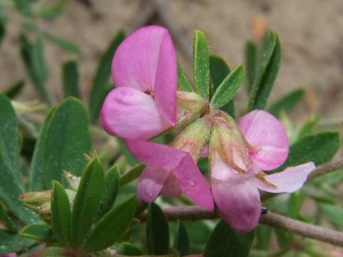 Lotus australis - PictureThis