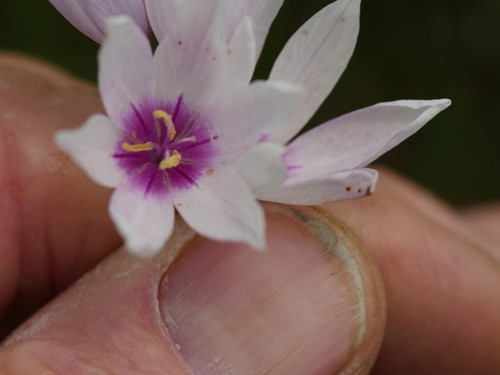 Ixia polystachya - PictureThis
