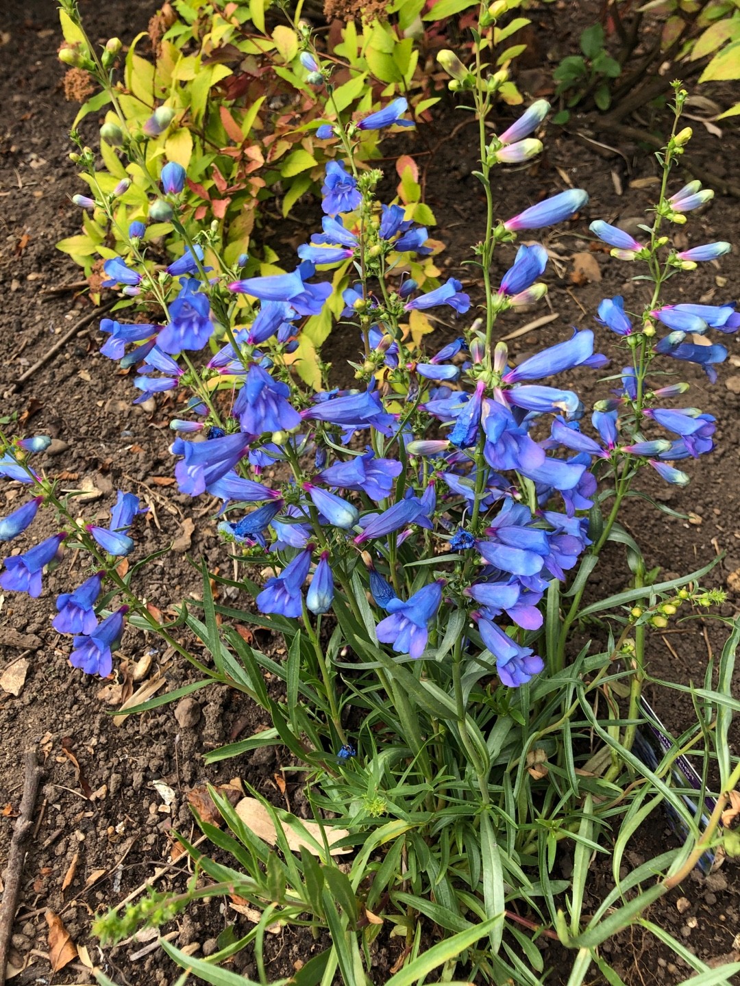 Penstemon heterophyllus 'Blue Spring' - PictureThis