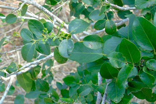 Amyris balsamifera - PictureThis