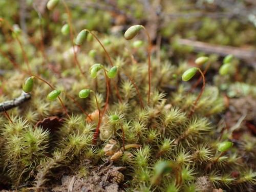 PictureThis - Breutelia pendula